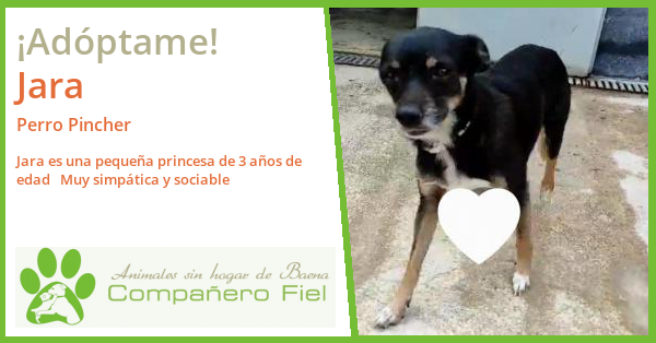 Compañero Fiel - Ficha de Jara