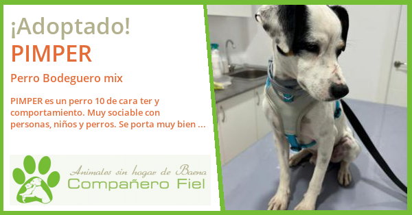 Compañero Fiel - Adopción de PIMPER