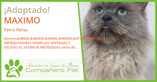 Compañero Fiel - Adopción de MAXIMO