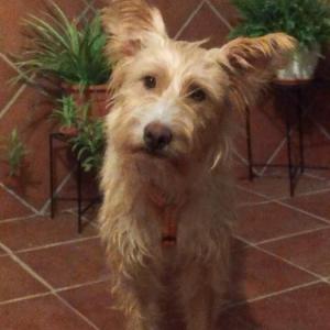 Perros podenco y sus cruces en adopción - Bambú difunde